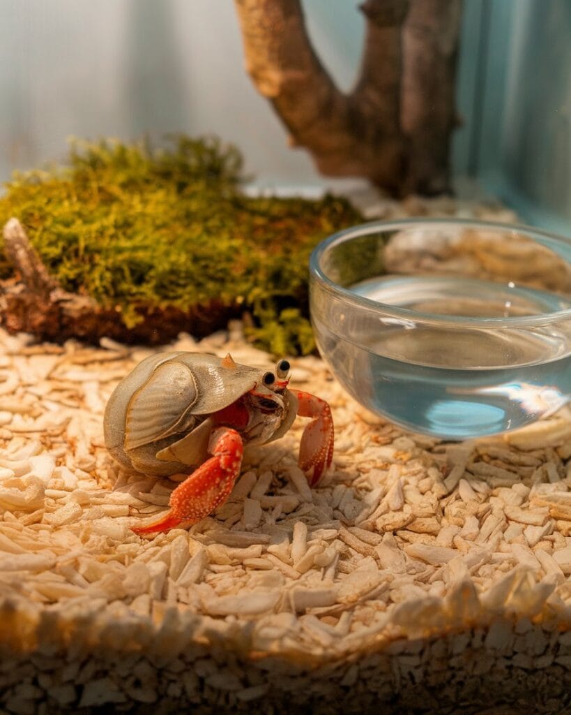 Coconut Fibre Best Substrate for Hermit Crab Growth – Health Care Tips ...