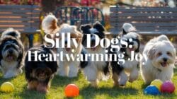 The Joy of Goofy Dogs: Embrace Playful Moments