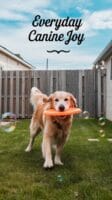 Goofy Dog Moments That Brighten Your Day – Health Care Tips For Your Pets